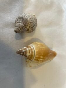 How To Decoupage Shells with Napkins |easy & cheap DIY | Missy Kate ...